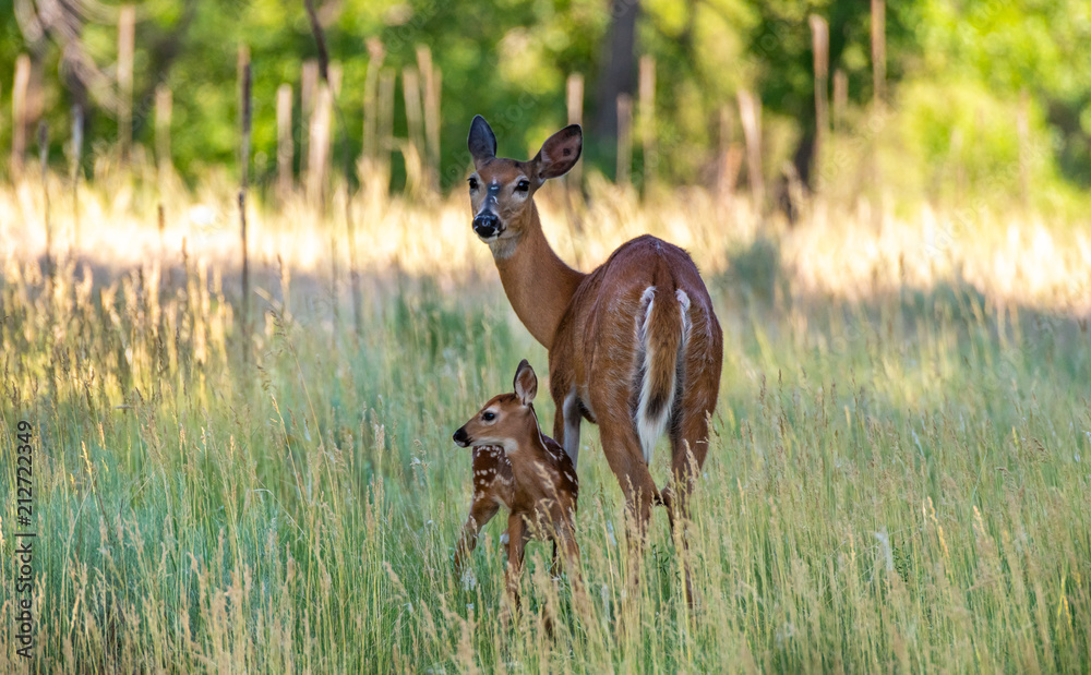 Baby And Mom White Tailed Deer