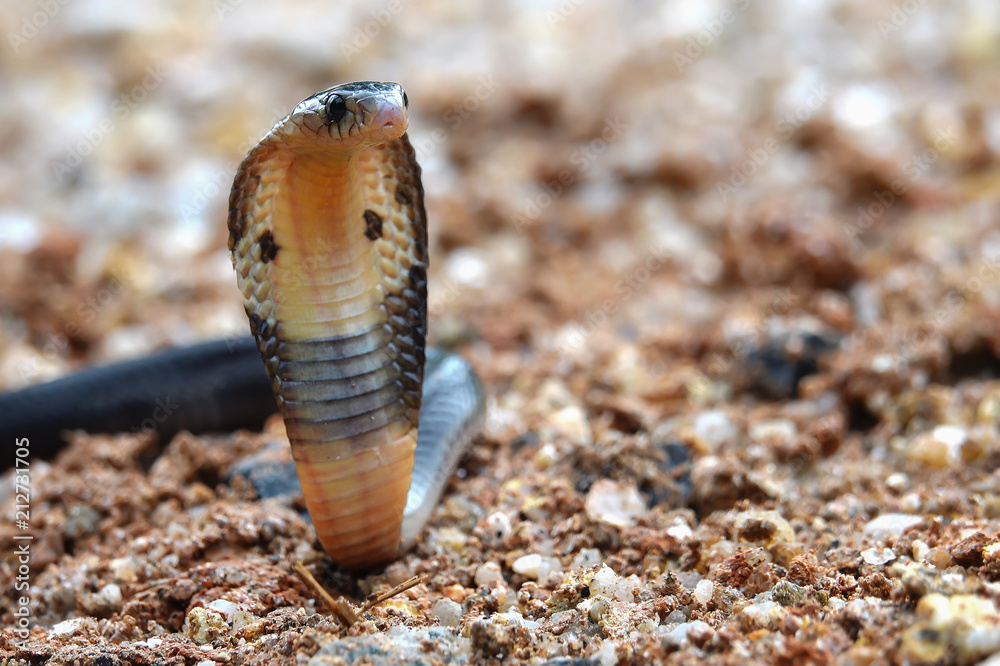 Dangerous venomous snakes..Cobra young snake spreading the hood .and ...