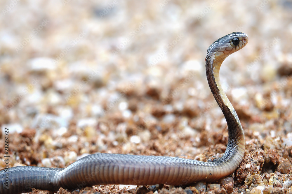 Cobra Snake Side View