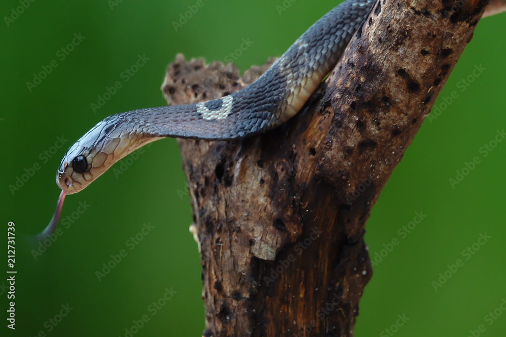 Dangerous venomous snakes..Cobra young snake wiggling on a dead tree ...
