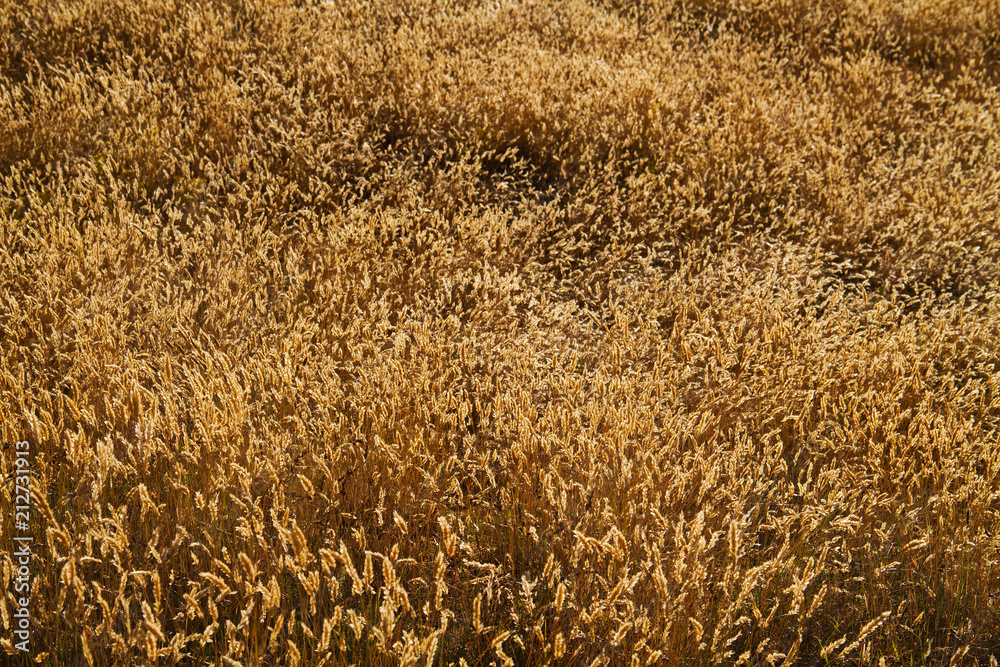 Wavy field of arid, brown and faded grass, mainly Sweet vernal grass ...