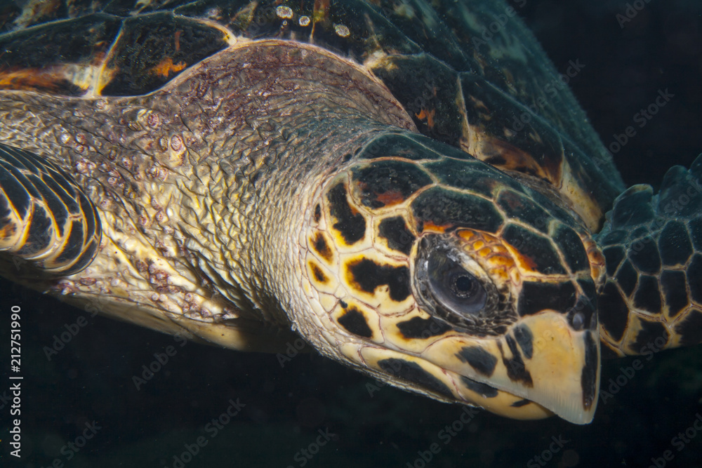Hawksbill Sea Turtle at the coral reef in the Caribbean Sea around ...