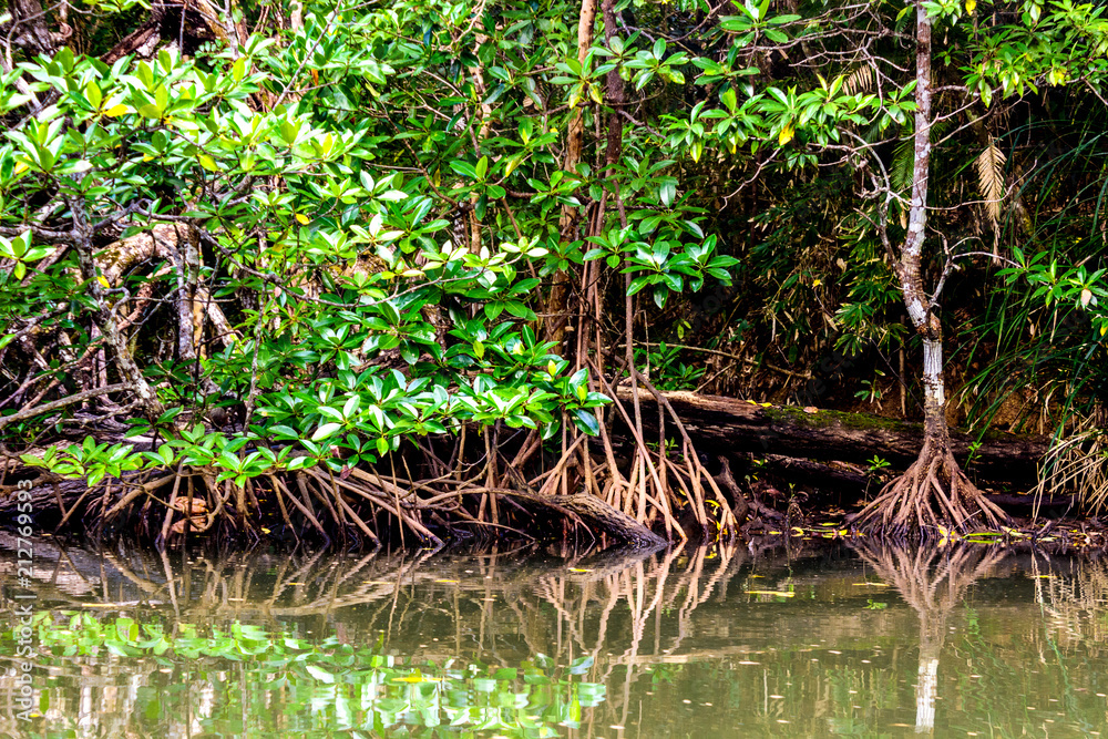 Mangrove trees along the river. The roots of mangrove trees in the ...