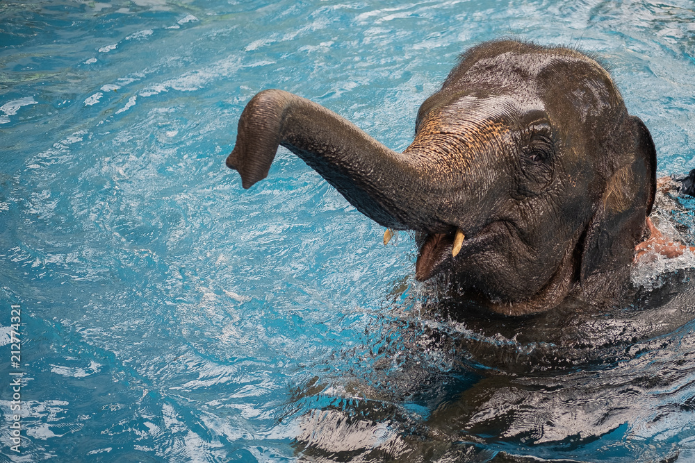 Baby Elephant Playing In Water