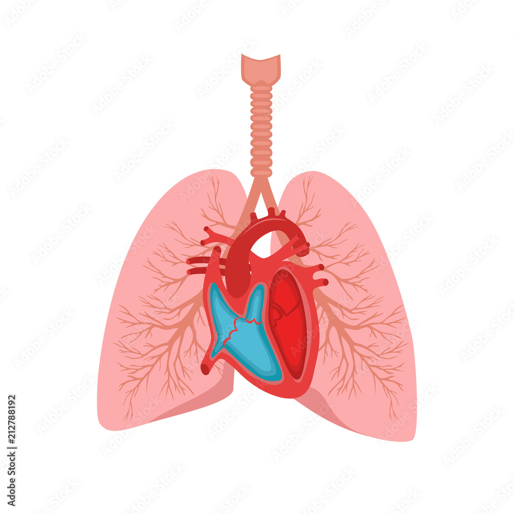 Human Heart Diagram Unlabeled