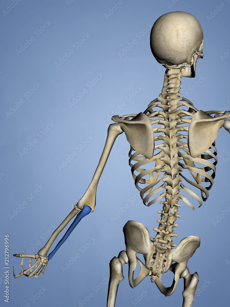 Ulna, Human Skeleton, 3D Model Stock Illustration | Adobe Stock