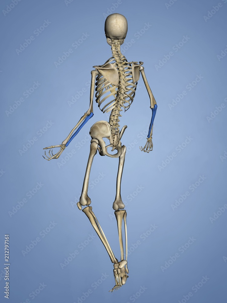 Ulna, Human Skeleton, 3D Model Stock Illustration | Adobe Stock