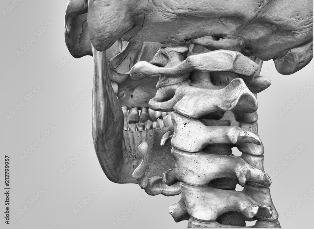 Spine, cervical area, 3D illustartion Stock Illustration | Adobe Stock