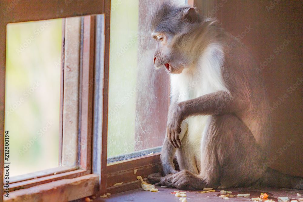 Affe am Fenster Stock Photo | Adobe Stock