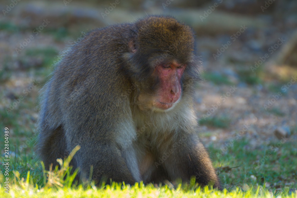 Native Japanese macaque Macaca fuscata with brown-grey fur, red face ...