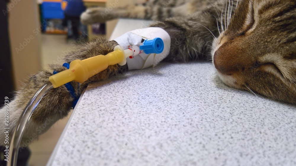 A beautiful striped cat with an intravenous catheter on the front paw ...