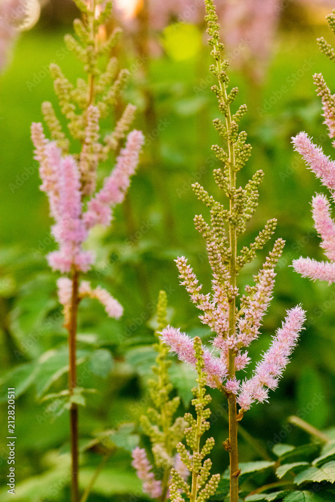 Tall Pink Flowers - Blurry Background wall mural wallpaper ...