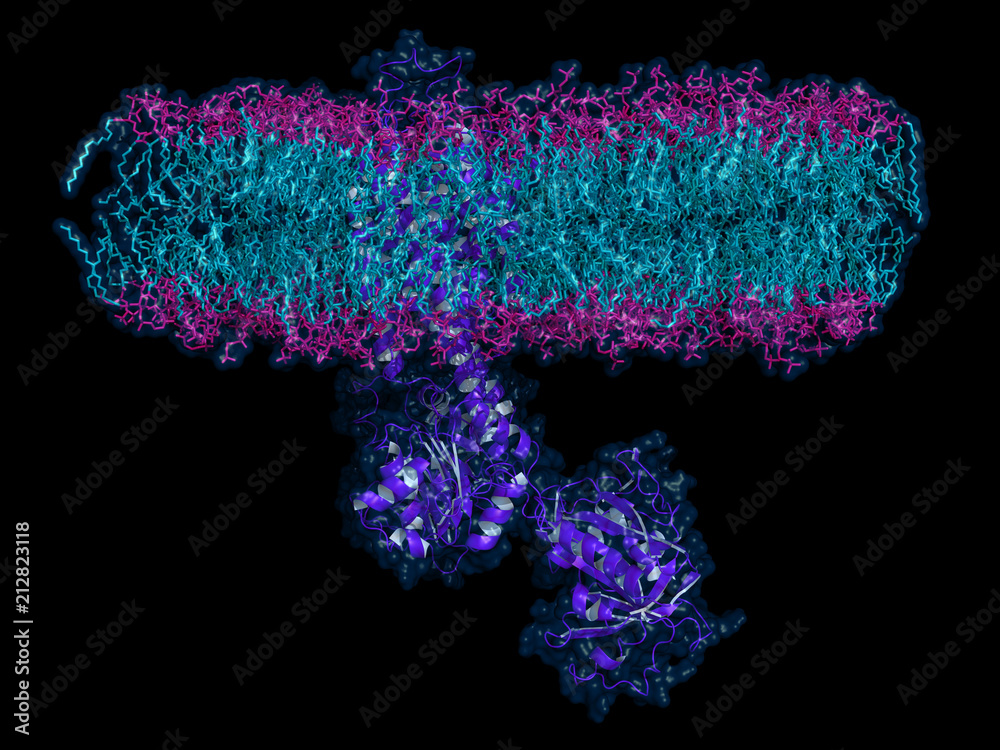 Calcium pump embedded in a membrane. Ca pump controls the release of ...