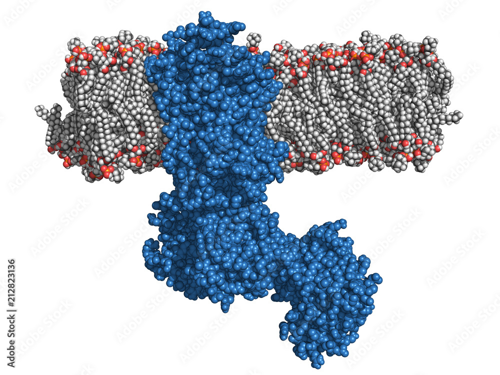 ภาพประกอบสต็อก Calcium pump embedded in a membrane. Ca pump controls ...