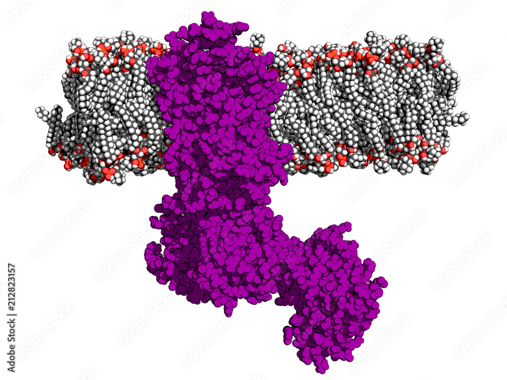 Calcium pump embedded in a membrane. Ca pump controls the release of ...
