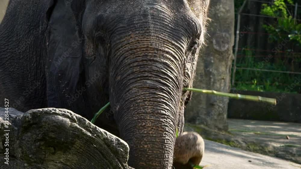 Slow Motion of elephant without tusk is eating grass. Close up of an ...