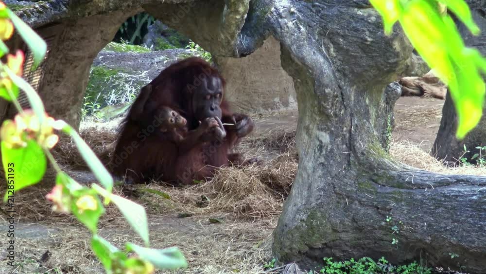 Vídeo do Stock: 4K, Mother and baby bornean orangutan resting inside ...