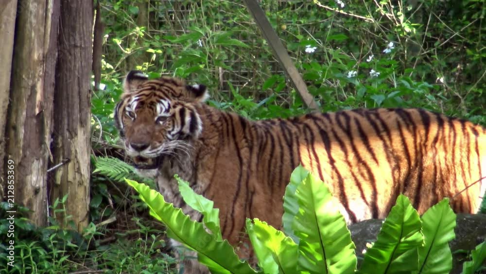 4K, Bengal tiger walking in the forest between trees at zoo. Asiatic ...