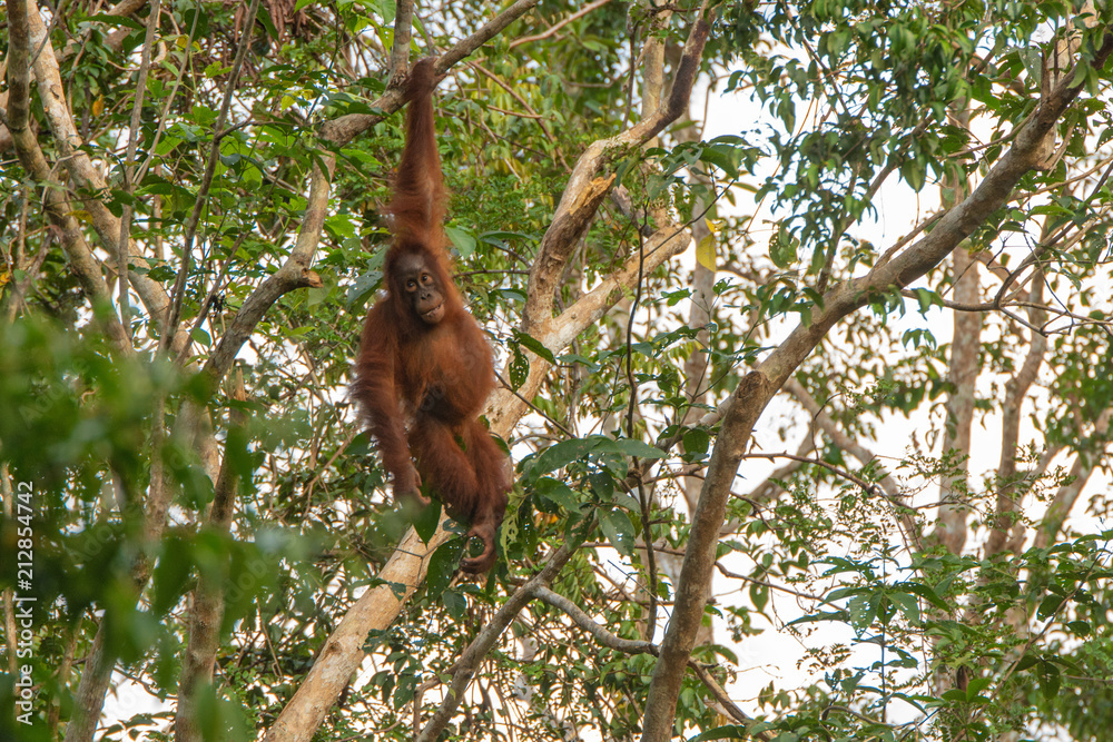 Orangutan (orang-utan) in his natural environment in the rainforest on ...