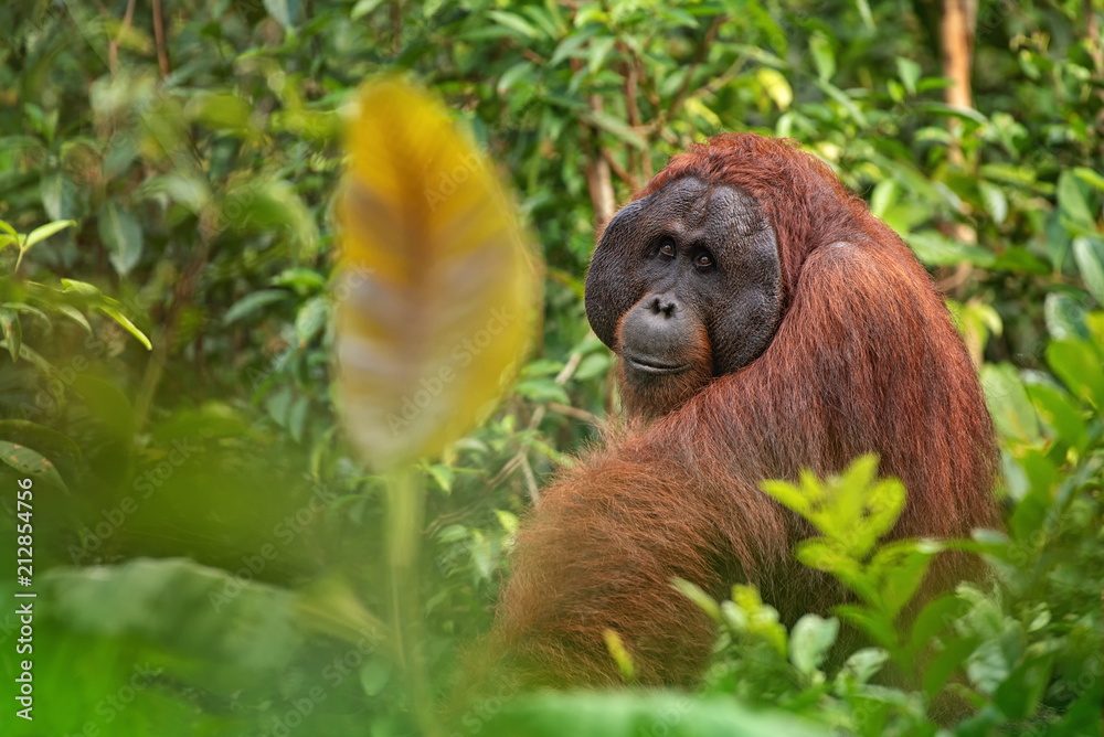 Orangutan (orang-utan) in his natural environment in the rainforest on ...