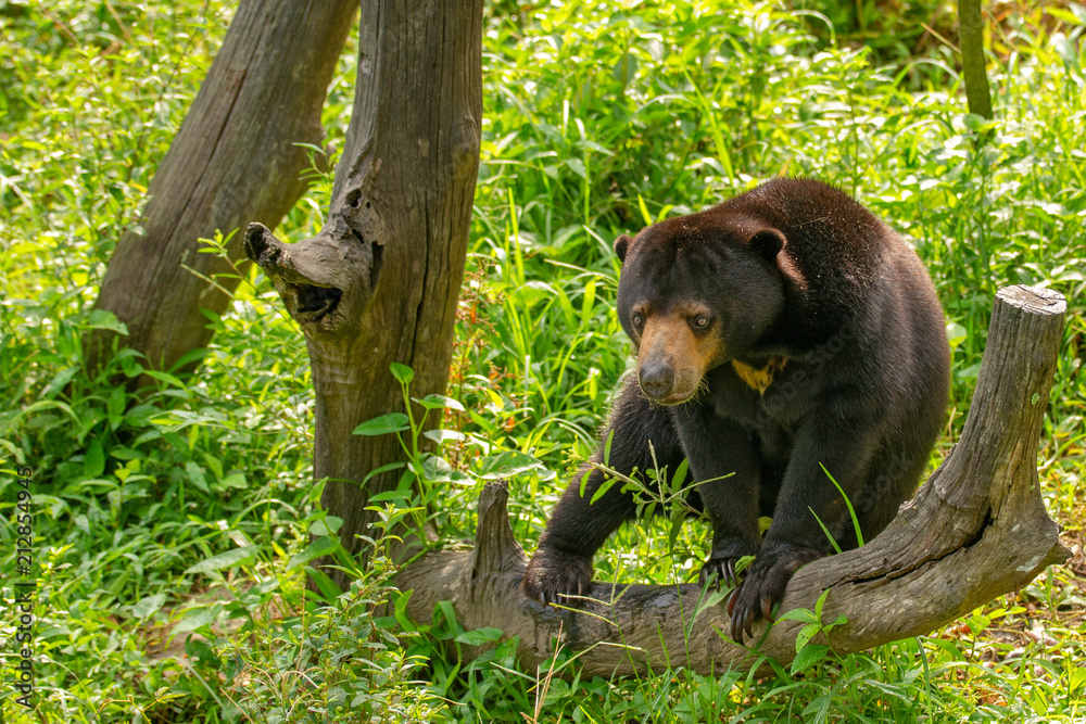 Sun bear (Helarctos malayanus - malaysian bear) in his natural ...