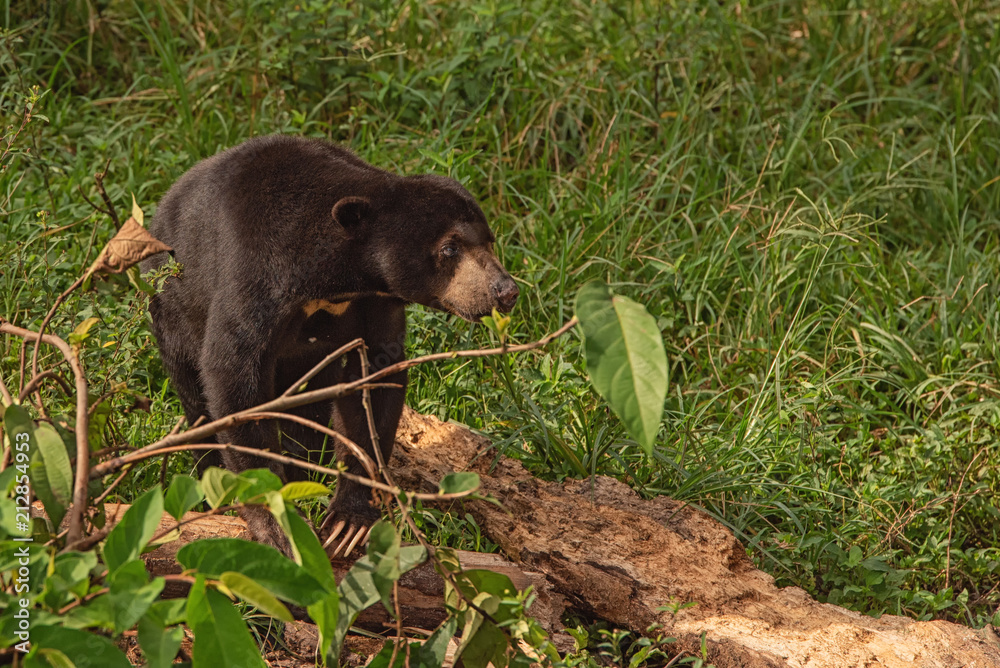 Sun bear (Helarctos malayanus - malaysian bear) in his natural ...
