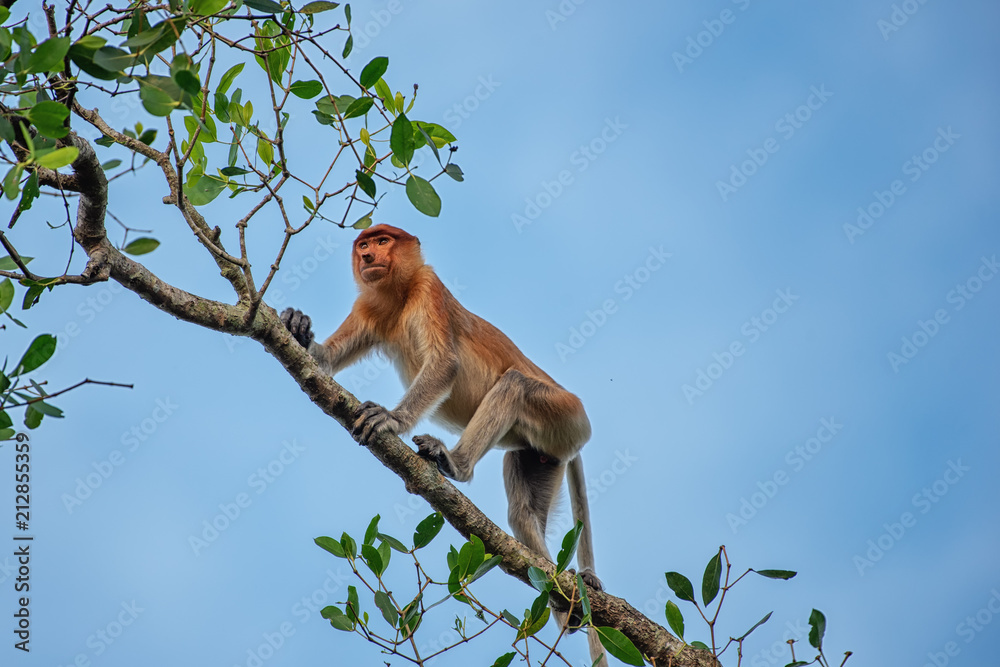 Proboscis monkey (Nasalis larvatus) - long-nosed monkey (dutch monkey ...