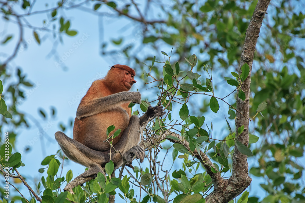 Proboscis monkey (Nasalis larvatus) - long-nosed monkey (dutch monkey ...