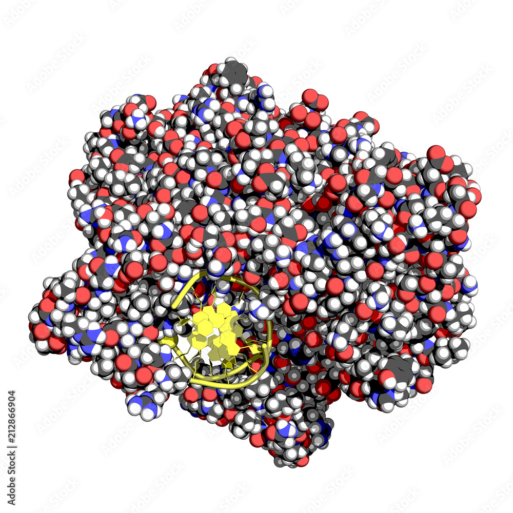 EcoRI is an endonuclease isolated from E.coli, used as a restriction ... EcoRI is an endonuclease isolated from E.coli, used as a restriction ...