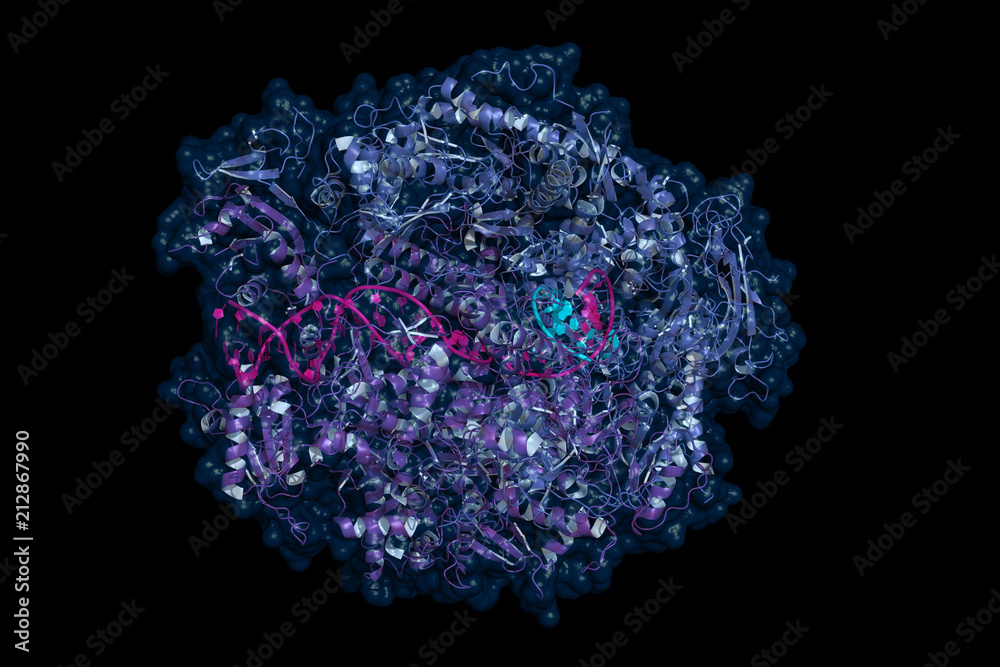 RNA polymerase 2 catalyzes the synthesis of mRNA, snRNA and miRNA ...
