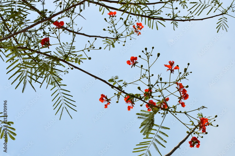 Foto de A serene picture of the Delonix Regia tree also know by ...
