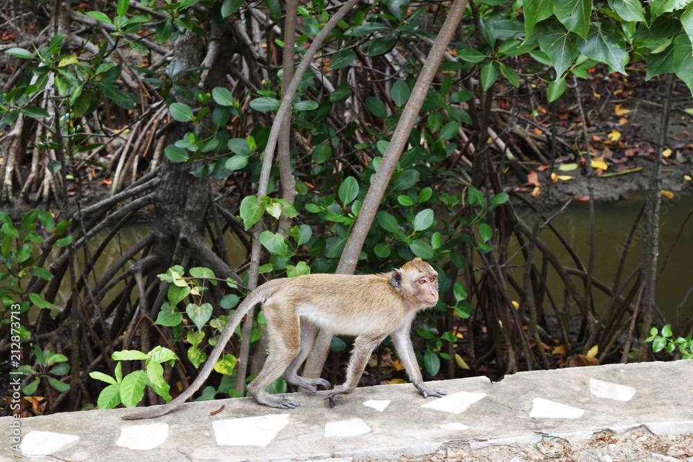 Golden hairy monkey walking at the mangrove forest , Long-tailed ...