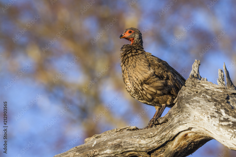Swainson's Spurfowl in Kruger National park, South Africa ; Specie ...