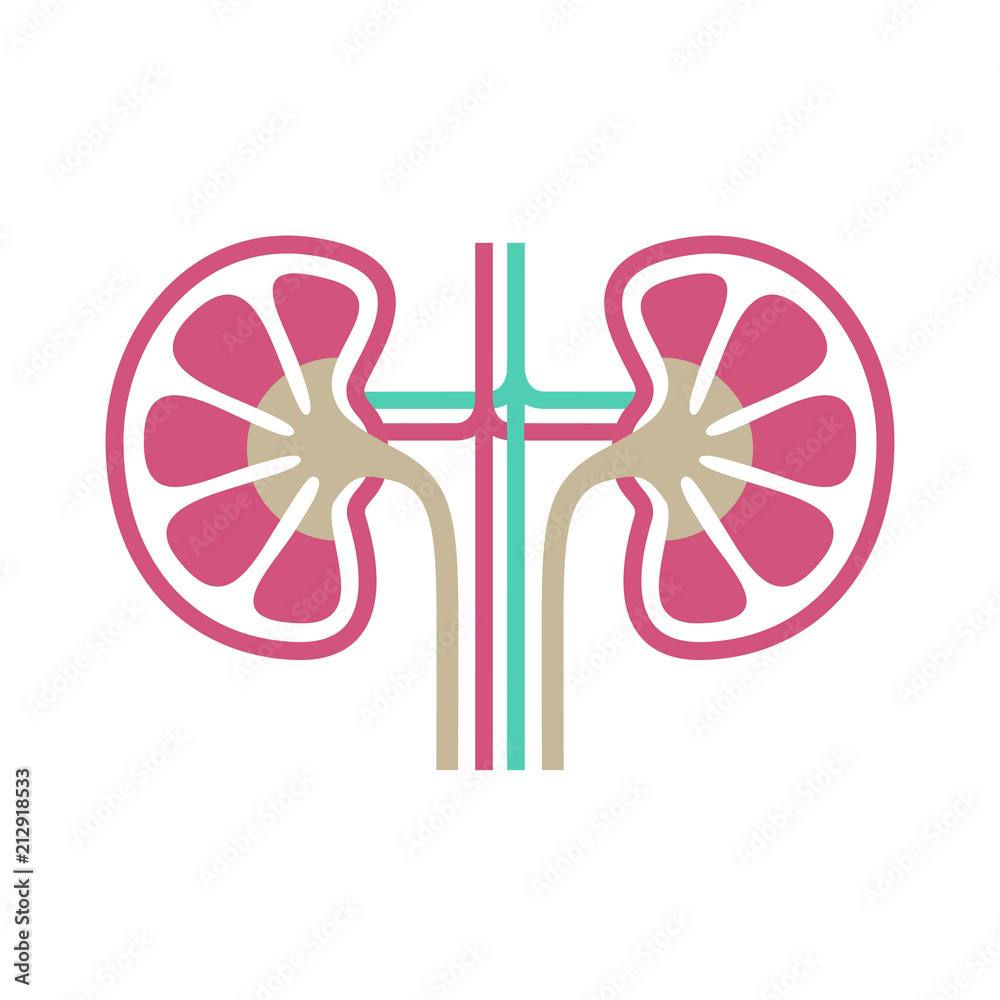 Kidneys human organ icon. Sign human kidneys. Kidneys symbol isolated ...