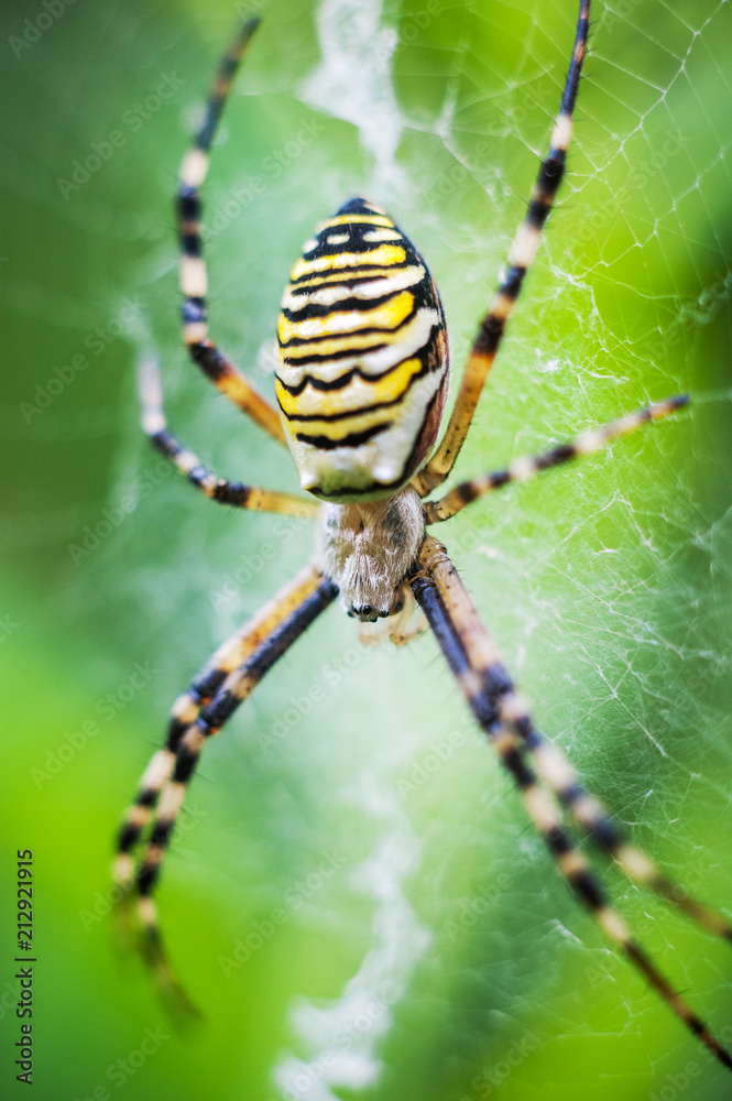 Wespenspinne Argiope bruennichi in ihrem Netz Stock Photo | Adobe Stock