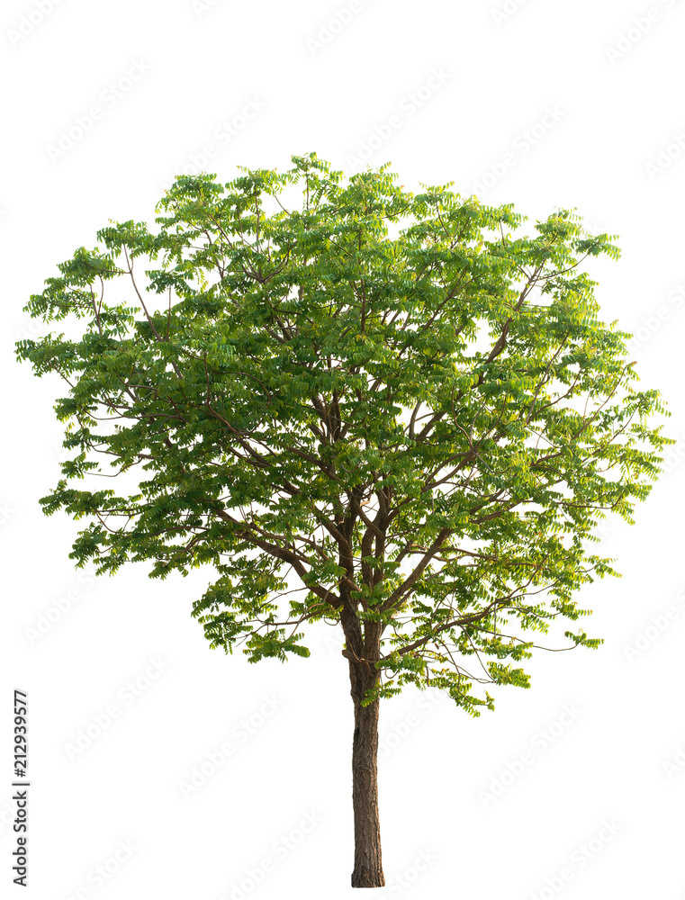 neem tree isolated from white background Stock Photo | Adobe Stock