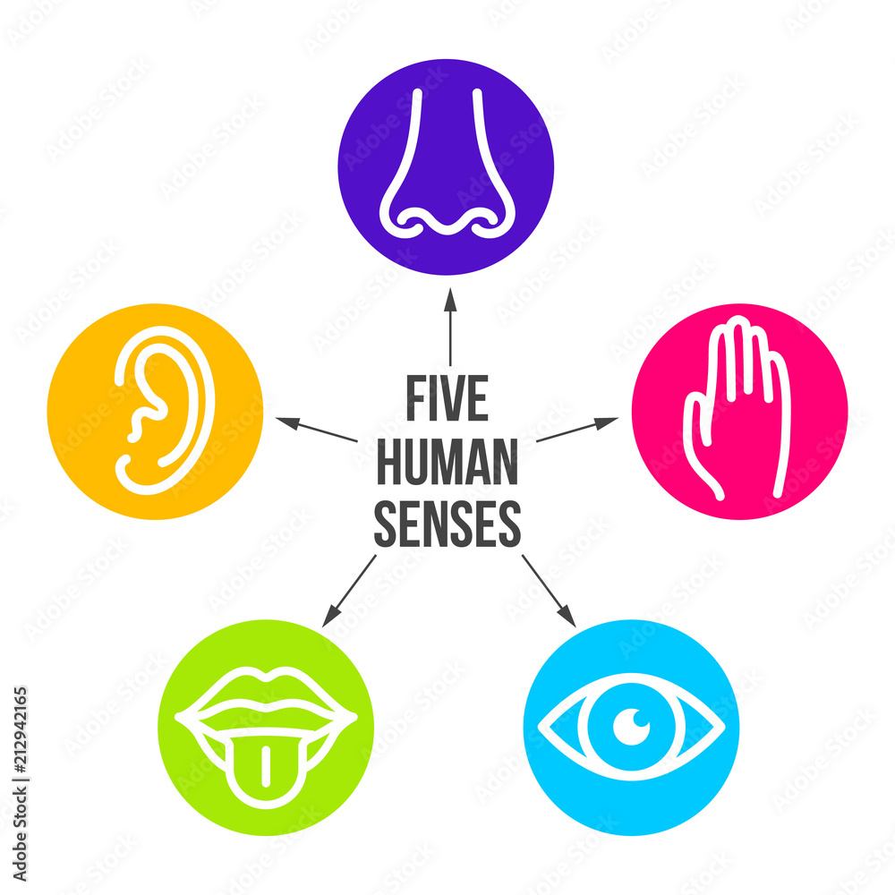Creative vector illustration line icon set of five human senses. Vision ...