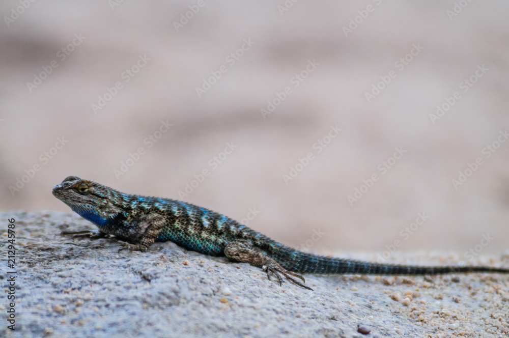 Poster Characterized by its blue ventral Abdomen, the Western Fence ...