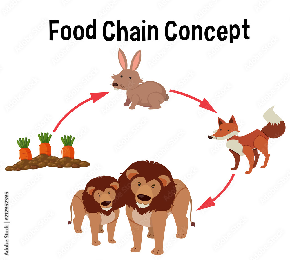 Food chain concept diagram Stock Vector | Adobe Stock