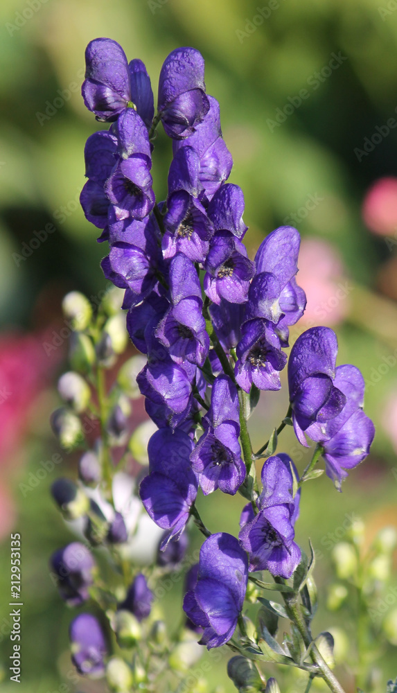 Aconite