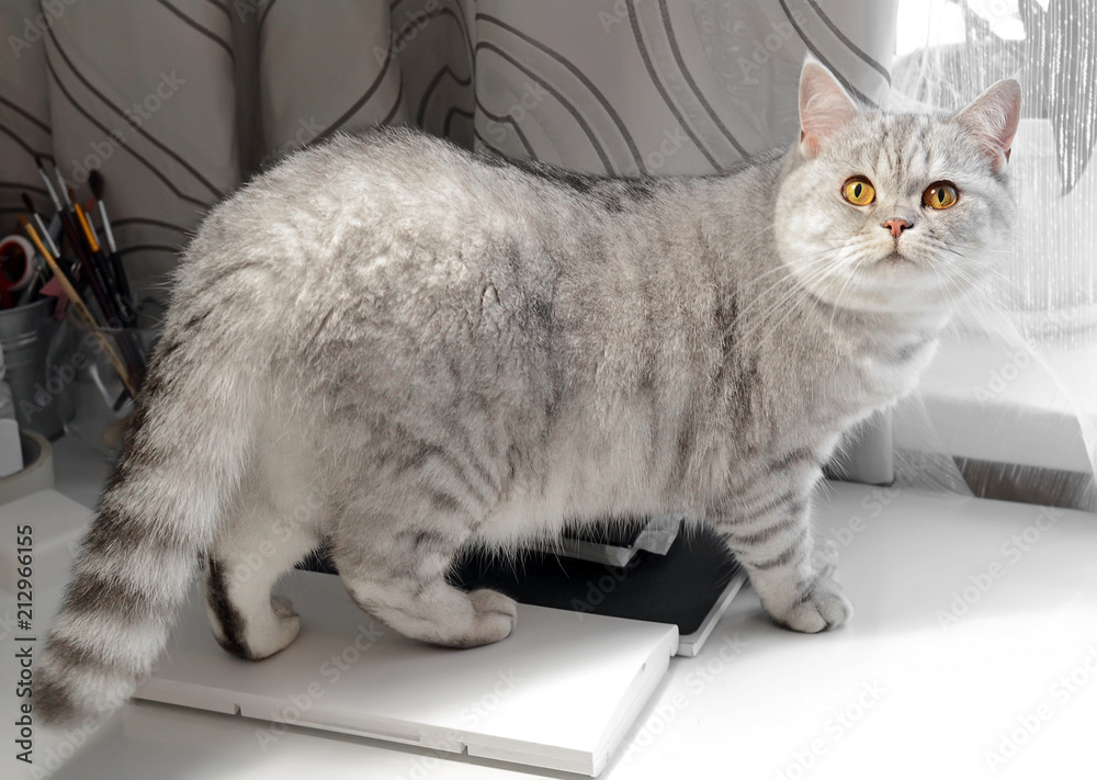 Cat Walking Upright