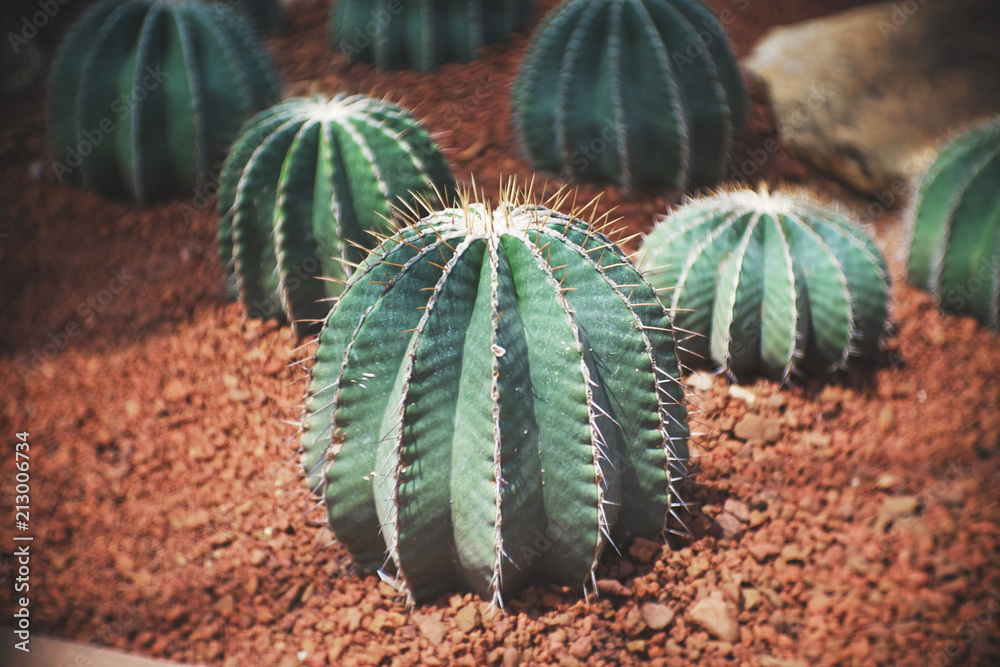 Echinocactus sp., Cactus in garden has a brown stone around, Cacti ...