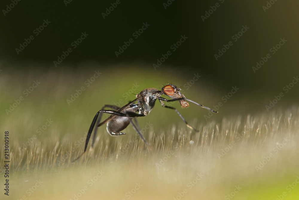 Tropical Stilt Fly (Micropezidae) mimicing an ant as protection from ...