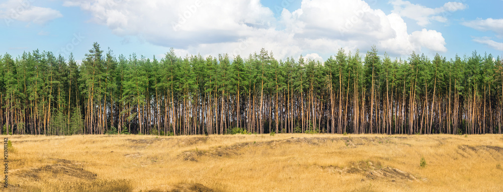 Extra large wide panoramic view of pine forest and cloudy sky. Wild ...