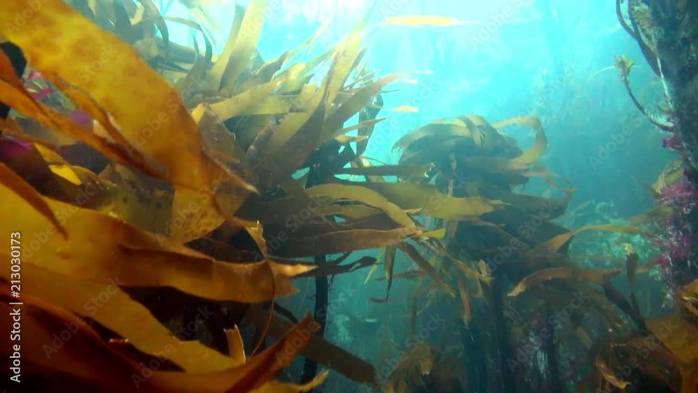 Seaweed underwater on seabed of Barents Sea. Nature in clean ...