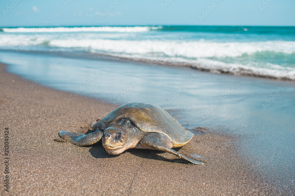 Giant turtle on the beach in Bali Stock Photo | Adobe Stock