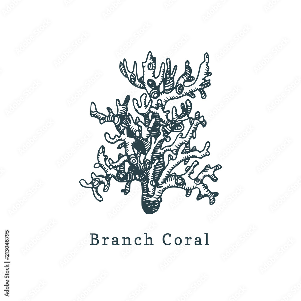 Coral Polyp Drawing
