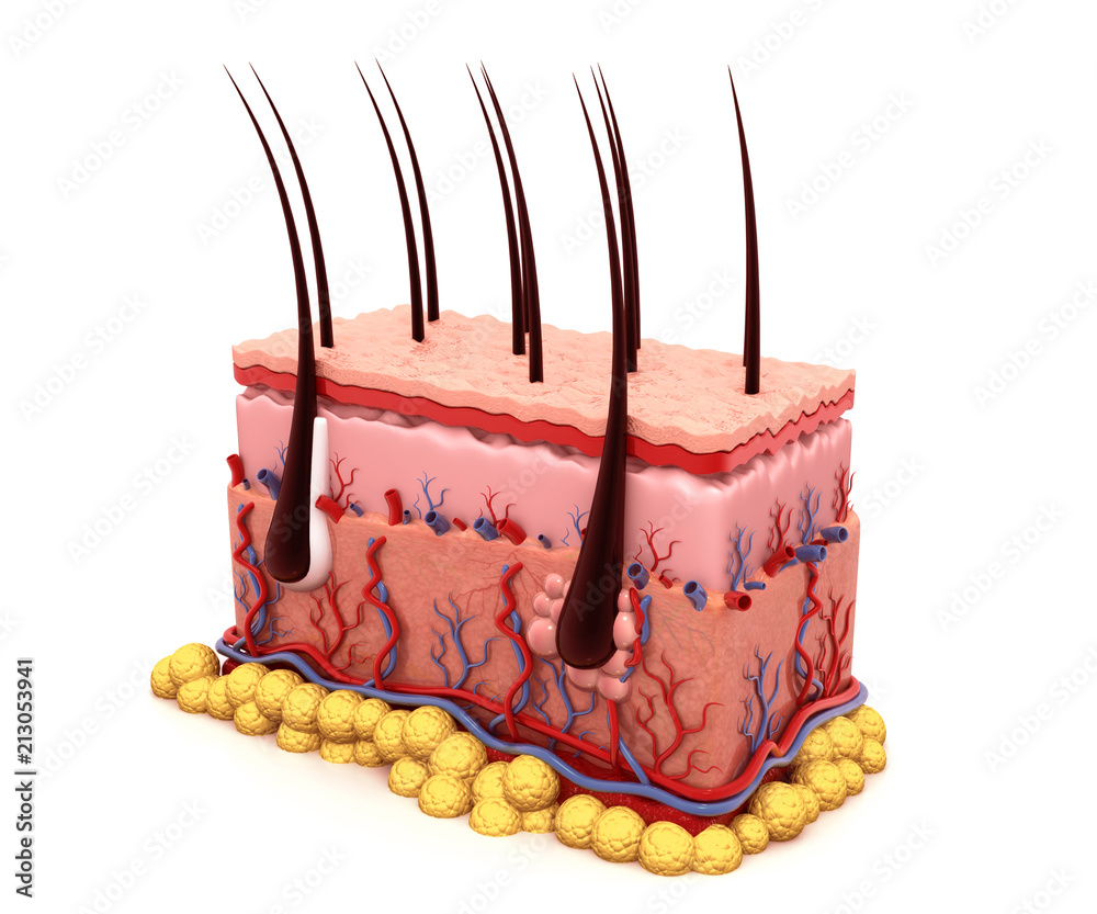 Human skin anatomy Stock Illustration | Adobe Stock