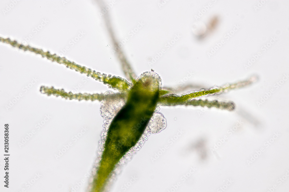 Hydra is a genus of small, fresh-water animals of the phylum Cnidaria ...