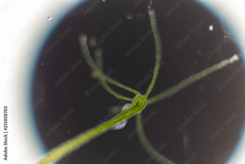 Hydra is a genus of small, fresh-water animals of the phylum Cnidaria ...